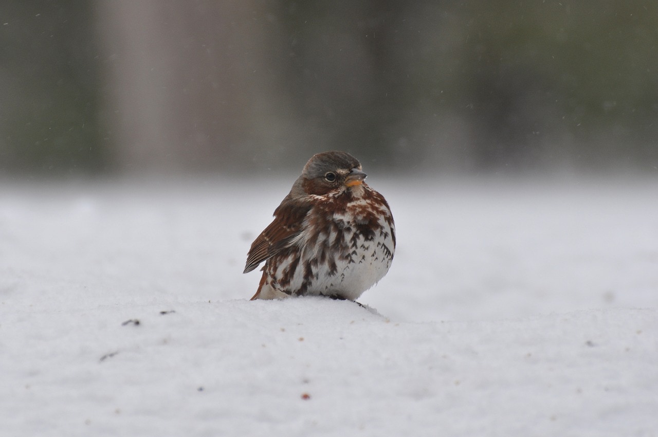 Fox Sparrow: Field Guide, Pictures, Habitat & Info - Optics Mag