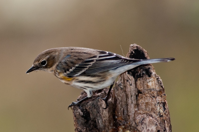 17 Common Types of Sparrows in Pennsylvania (with Pictures) - Optics Mag