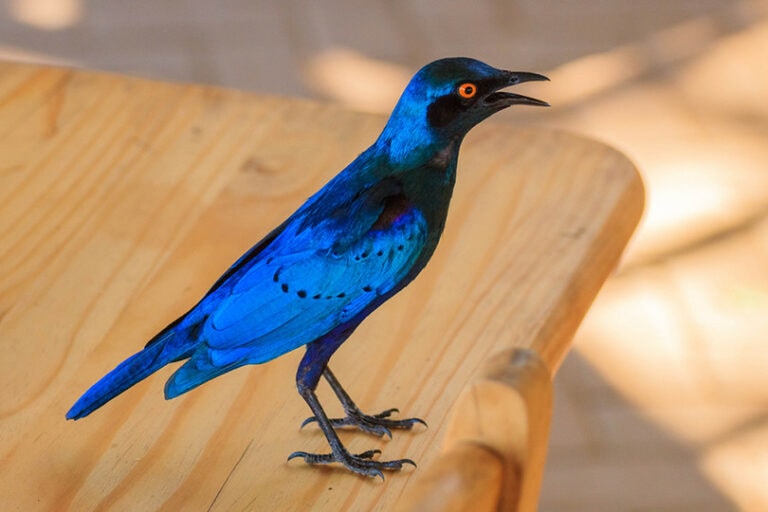 Greater Blue Eared Starling: Field Guide, Pictures, Habitat & Info ...