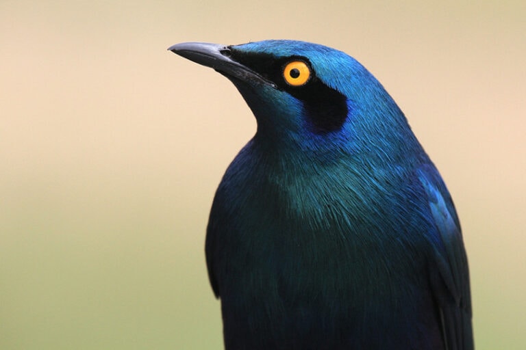 How Long Do Starlings Live? Reasons, Life stages & FAQs - Optics Mag