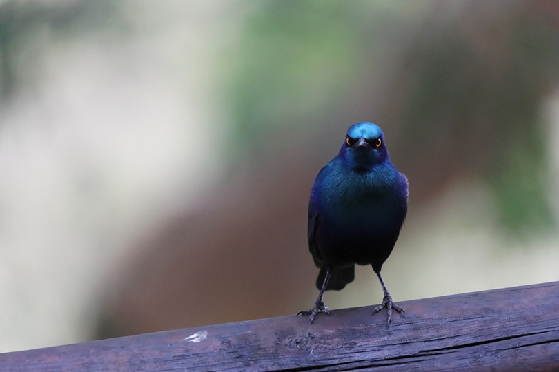 Greater Blue Eared Starling: Field Guide, Pictures, Habitat & Info ...