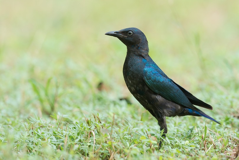 Greater Blue Eared Starling: Field Guide, Pictures, Habitat & Info ...