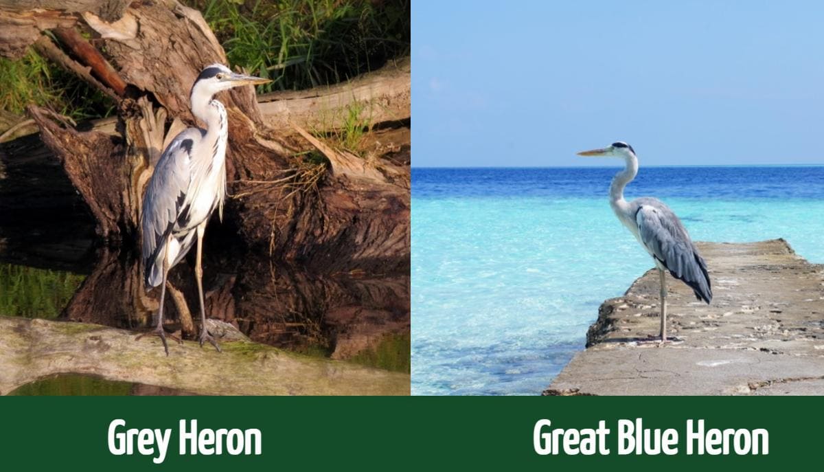 Grey Heron vs Great Blue Heron: How To Tell the Difference - Optics Mag