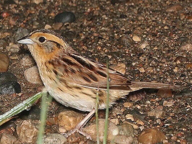 25 Common Types of Sparrows in Minnesota (With Pictures) - Optics Mag