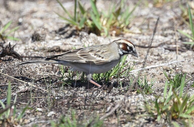 10 Common Types of Sparrows in Texas (With Pictures) - Optics Mag