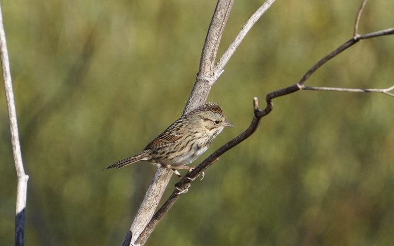 25 Common Types of Sparrows in Minnesota (With Pictures) - Optics Mag