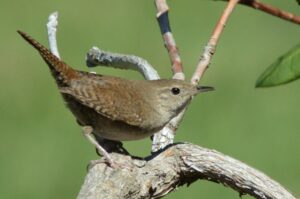10 Common Types of Wrens in the US (with Pictures) - Optics Mag