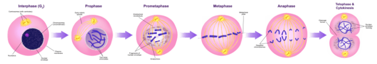 What Do the Stages of Mitosis Look Like Under a Microscope? (Images ...