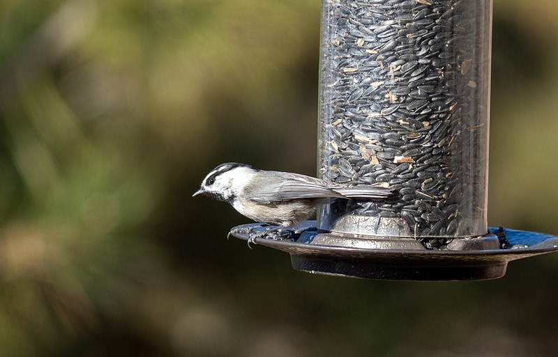 5 Types of Chickadees (With Pictures) - Optics Mag