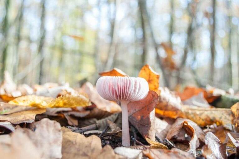 25 Cool Things to Look at Under a Microscope (With Pictures) - Optics Mag