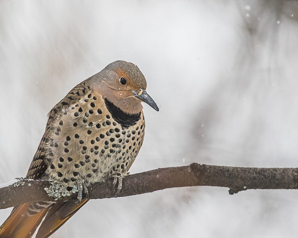 Gilded Flicker Vs. Northern Flicker: The Main Differences - Optics Mag