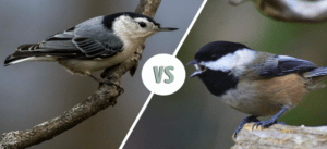 Nuthatch vs Chickadee: How to Tell the Difference (With Pictures ...