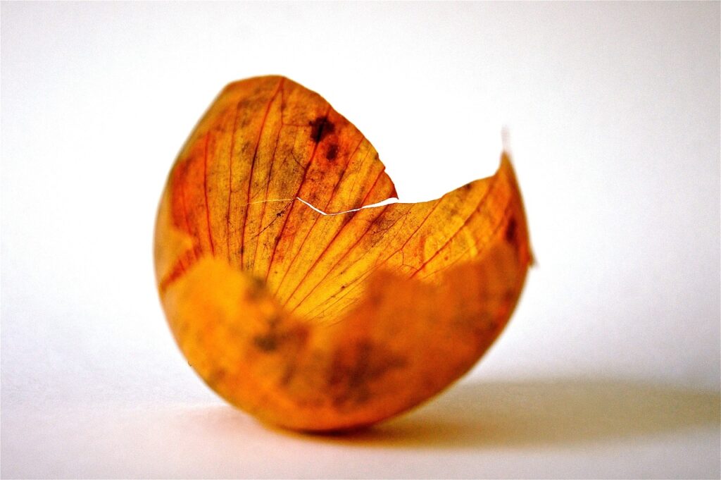 25 Cool Things to Look at Under a Microscope (With Pictures) - Optics Mag