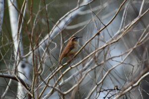 Pacific Wren: Field Guide, Pictures, Habitat & Info - Optics Mag