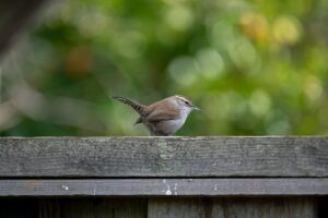 Pacific Wren: Field Guide, Pictures, Habitat & Info - Optics Mag