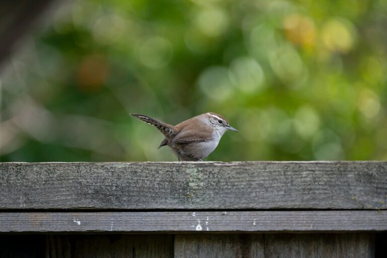 Pacific Wren: Field Guide, Pictures, Habitat & Info - Optics Mag