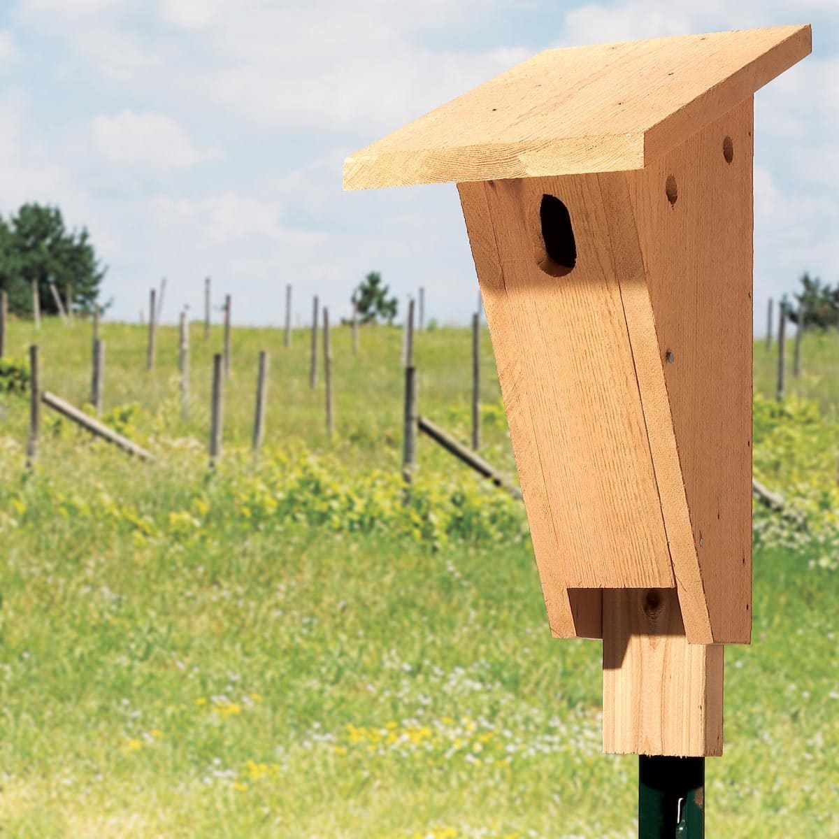 11 DIY Bluebird House Plans You Can Make Today (With Pictures) - Optics Mag