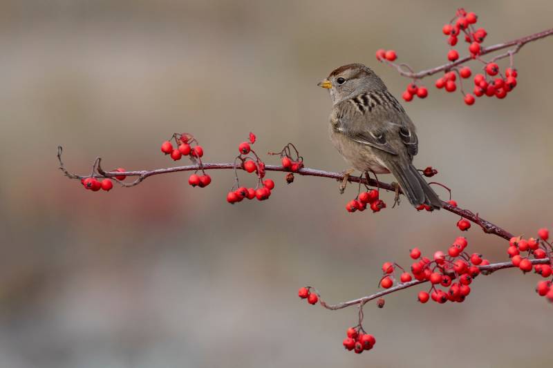 Fox Sparrow: Field Guide, Pictures, Habitat & Info - Optics Mag