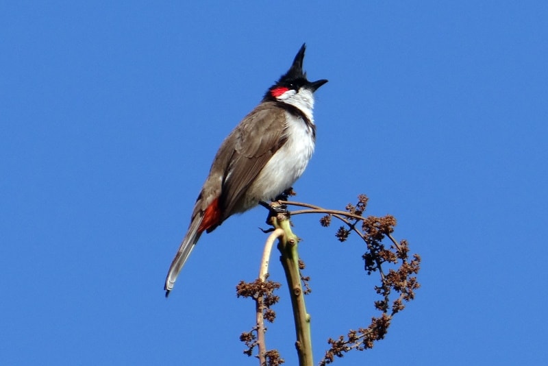10 Types of Black Birds in Hawaii (With Pictures) - Optics Mag
