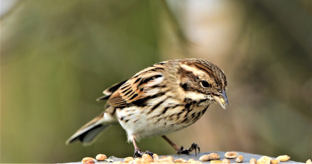 Savannah Sparrow: Field Guide, Pictures, Habitat & Info - Optics Mag