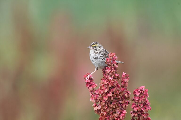 Savannah Sparrow: Field Guide, Pictures, Habitat & Info - Optics Mag