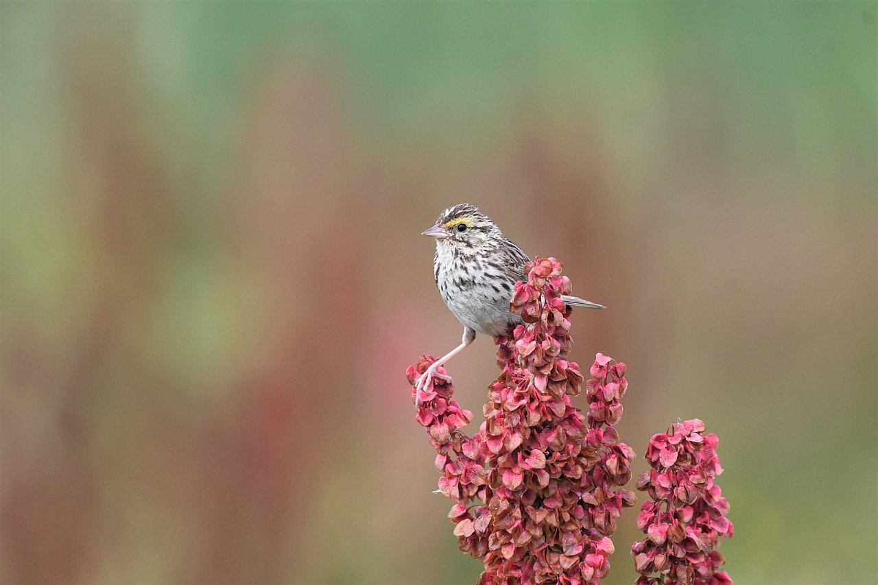 Savannah Sparrow: Field Guide, Pictures, Habitat & Info - Optics Mag