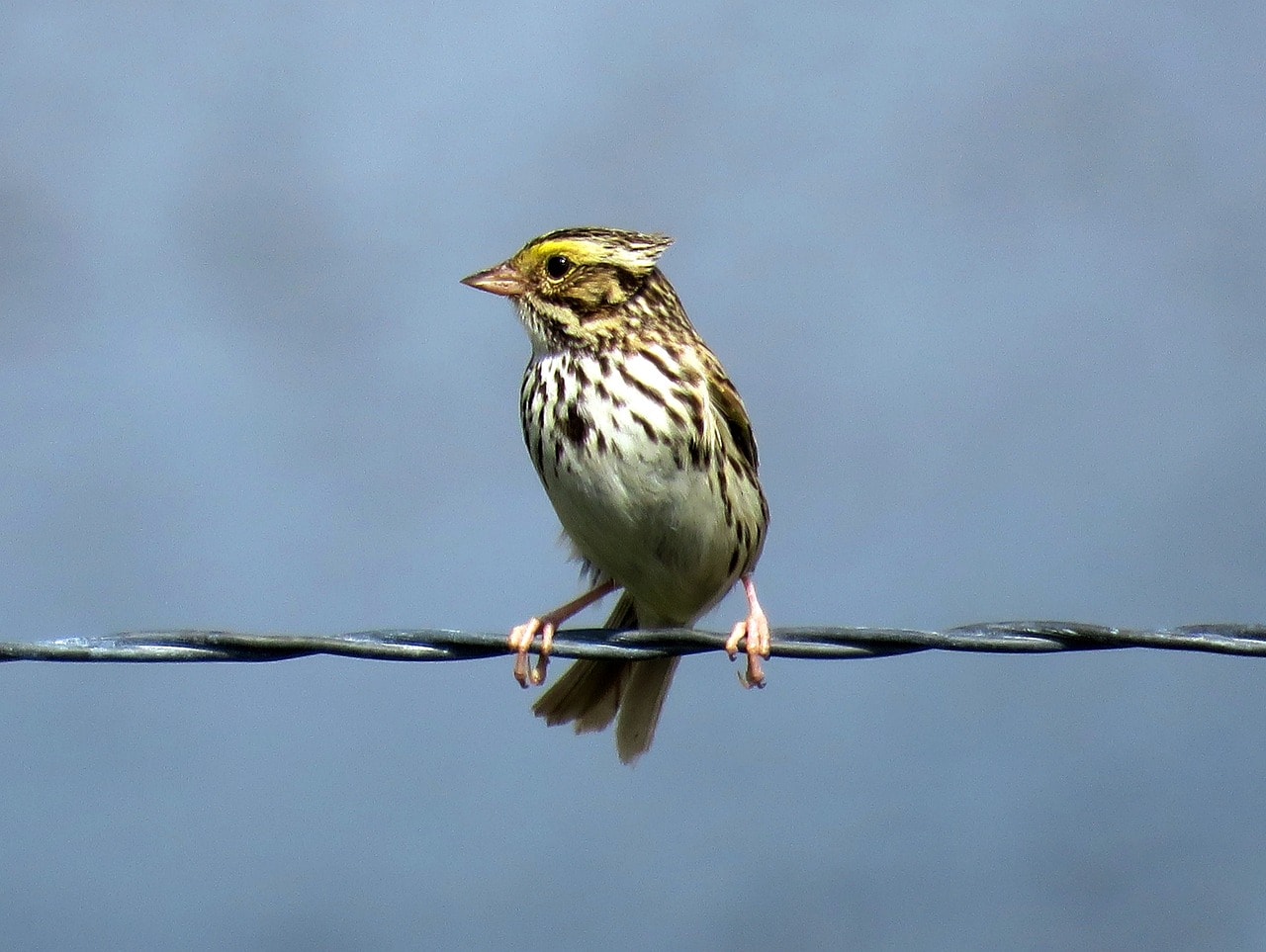 Savannah Sparrow: Field Guide, Pictures, Habitat & Info - Optics Mag