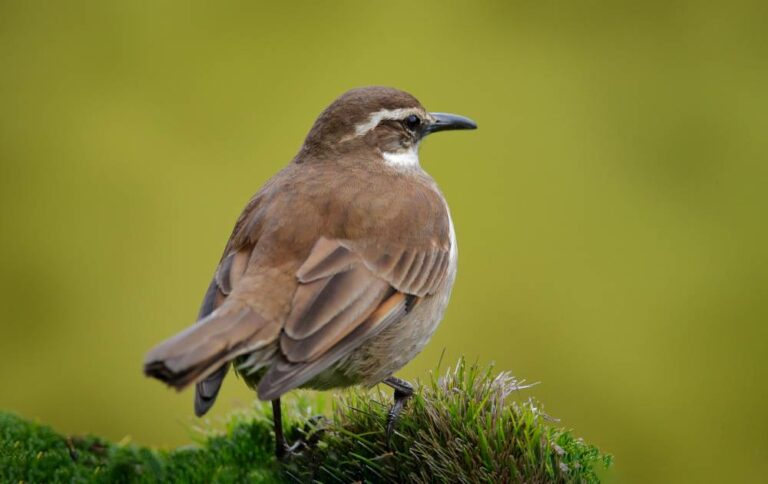 Sedge Wren: Field Guide, Pictures, Habitat & Info - Optics Mag