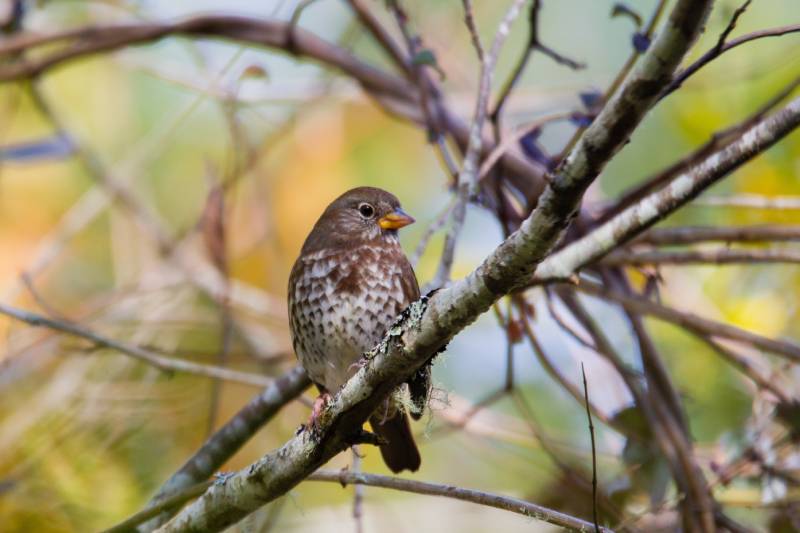 19 Common Types of Sparrows in Michigan (With Pictures) - Optics Mag