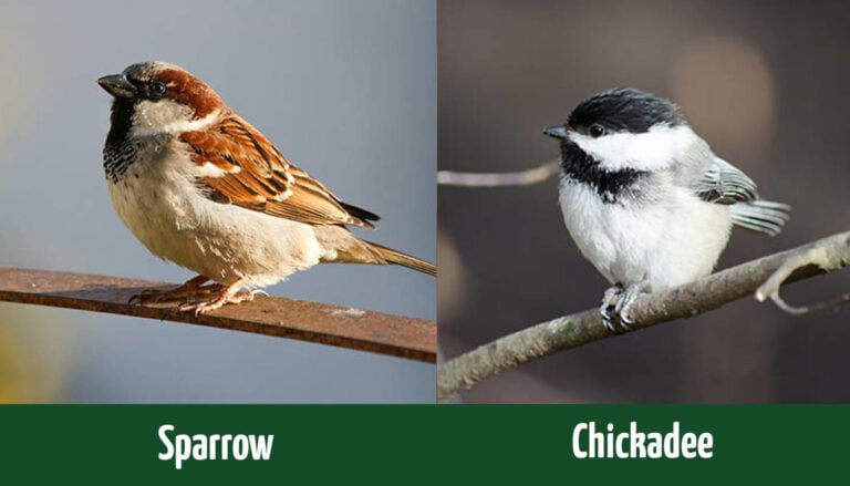 Sparrow vs Chickadee: How To Tell The Difference - Optics Mag