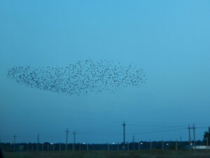 Why Do Starlings Swarm? Starling Murmurations Explained! - Optics Mag