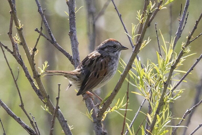 10 Common Types of Sparrows in Texas (With Pictures) - Optics Mag