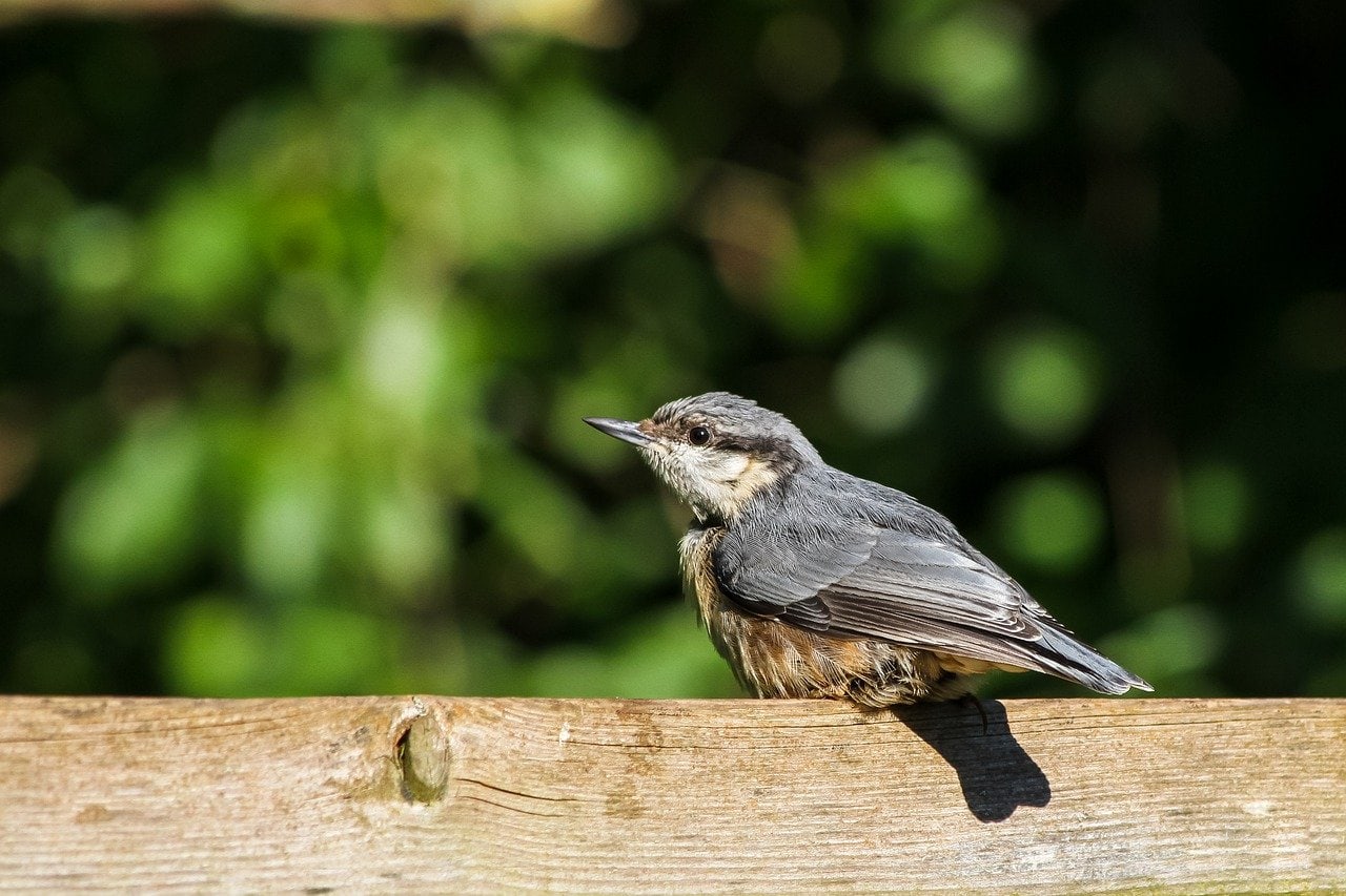 10 Birds That Look Like Nuthatches (With Pictures) - Optics Mag