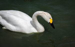 Do Swans Migrate? When and Where To? - Optics Mag