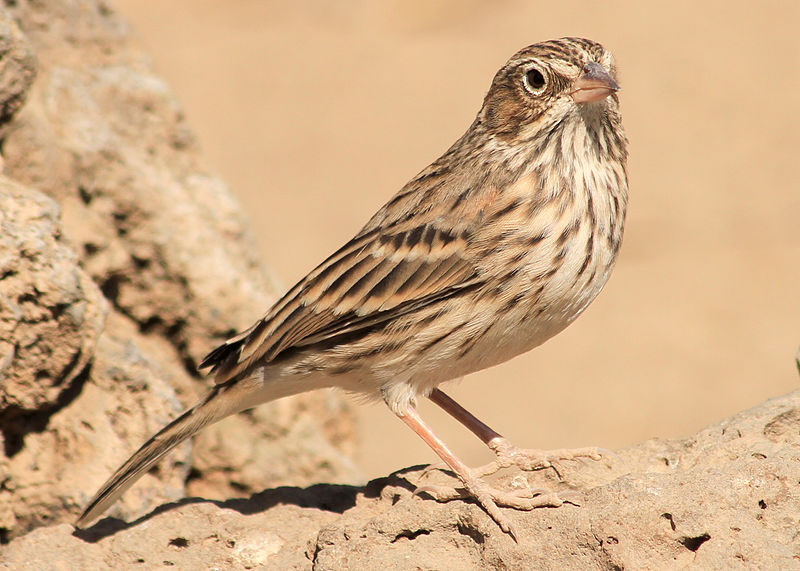 25 Common Types of Sparrows in Minnesota (With Pictures) - Optics Mag