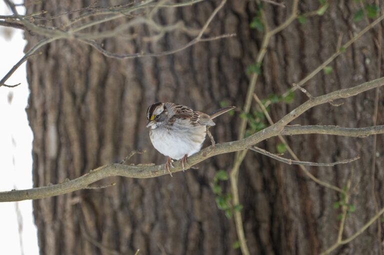 19 Common Types of Sparrows in Michigan (With Pictures) - Optics Mag