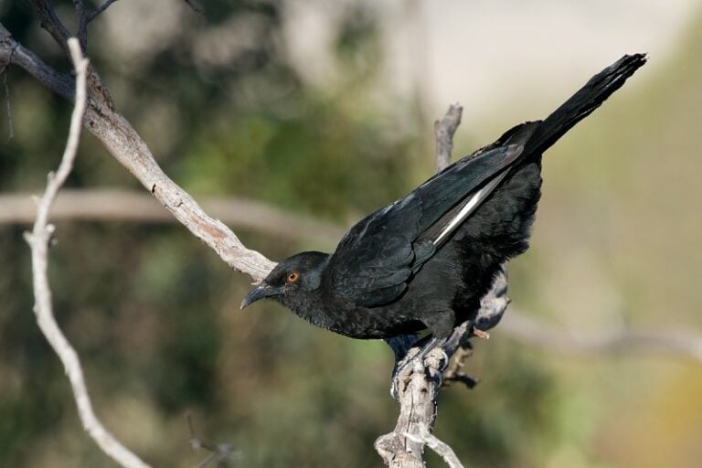 10 Types of Blackbirds in Australia (With Pictures) - Optics Mag