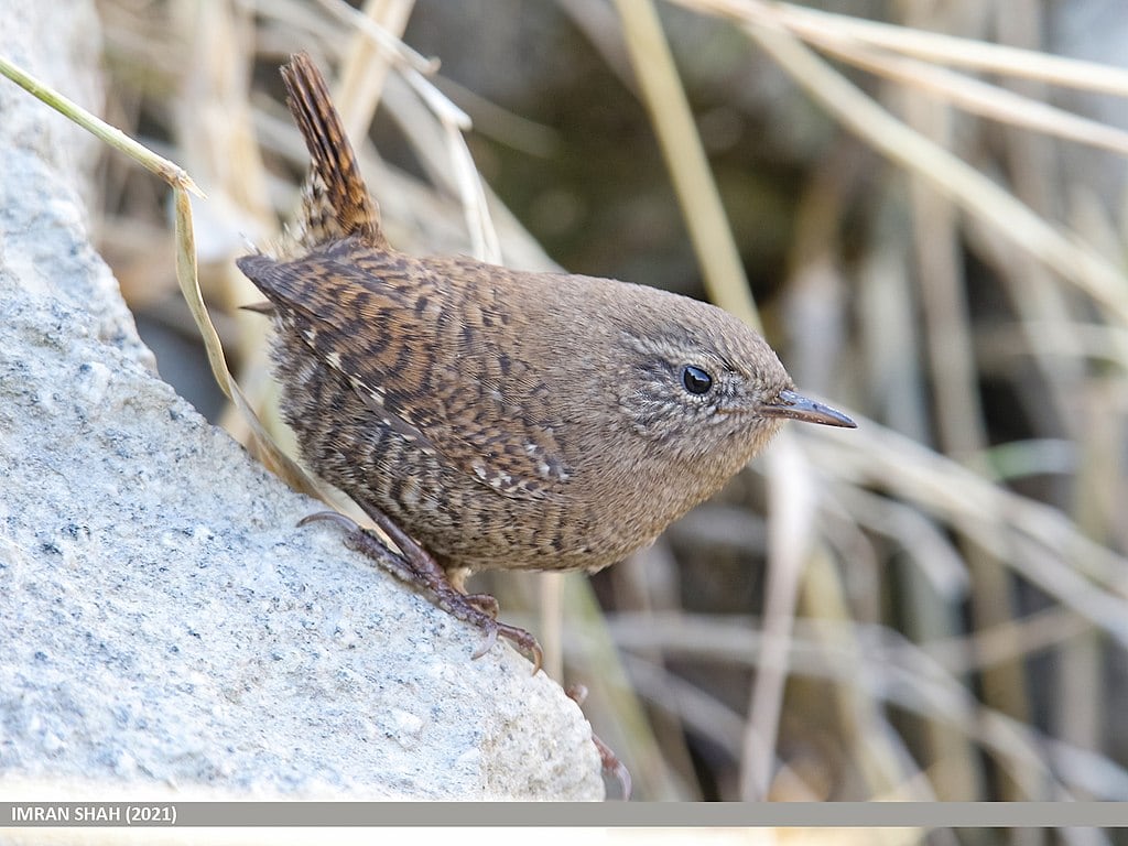 Winter Wren: Field Guide, Pictures, Habitat & Info - Optics Mag