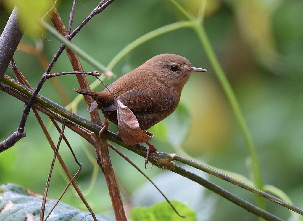 Winter Wren: Field Guide, Pictures, Habitat & Info - Optics Mag