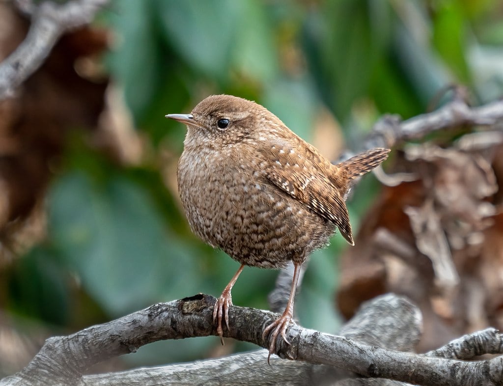 Winter Wren: Field Guide, Pictures, Habitat & Info - Optics Mag