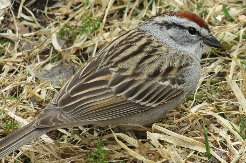 Chipping Sparrow: Field Guide, Pictures, Habitat & Info - Optics Mag