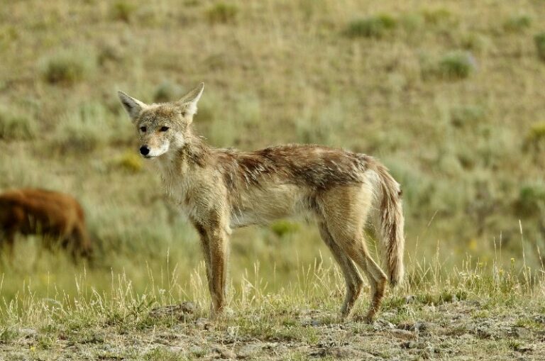 Can Coyotes See Infrared Light? The Surprising Answer - Optics Mag