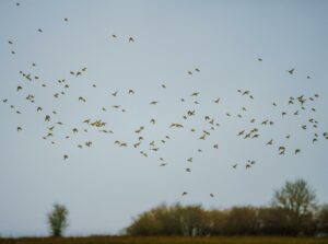 Do Goldfinches Migrate? Seasons & Patterns - Optics Mag