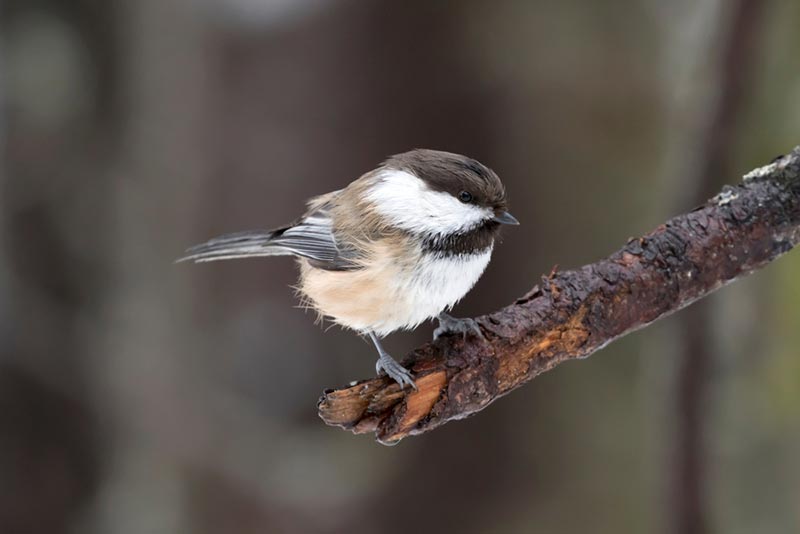 Gray-Headed Chickadee: Field Guide, Pictures, Habitat & Info - Optics Mag