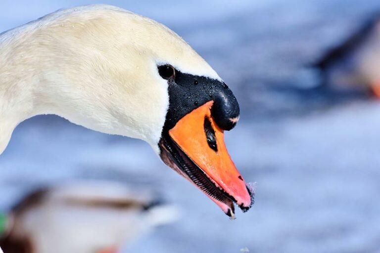Do Swans Have Teeth? The Surprising Answer! - Optics Mag