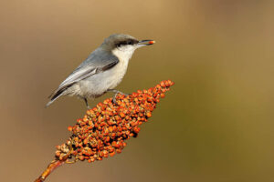Pygmy Nuthatch: Field Guide, Pictures, Habitat & Info - Optics Mag