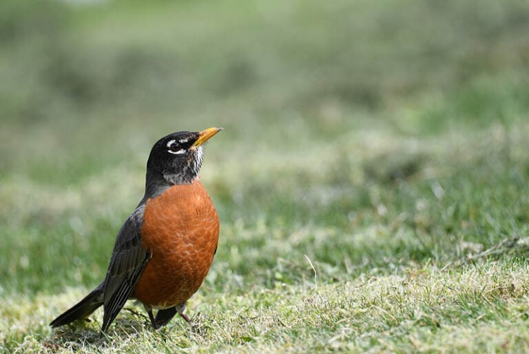 What Animals Eat Robins? 15 Typical Predators - Optics Mag