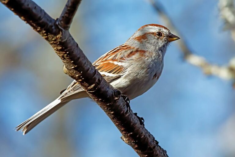 22 Common Types of Sparrows in Oklahoma (With Pictures) - Optics Mag