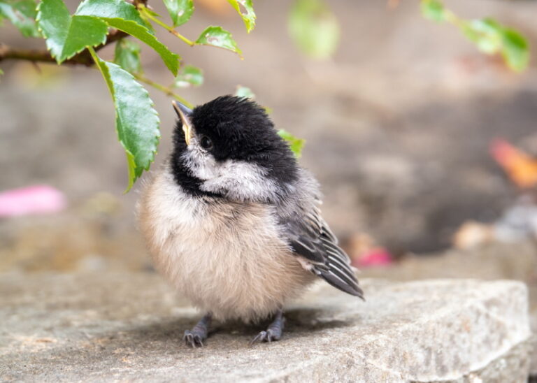 What Do Baby Chickadees Eat? 3 Common Foods - Optics Mag