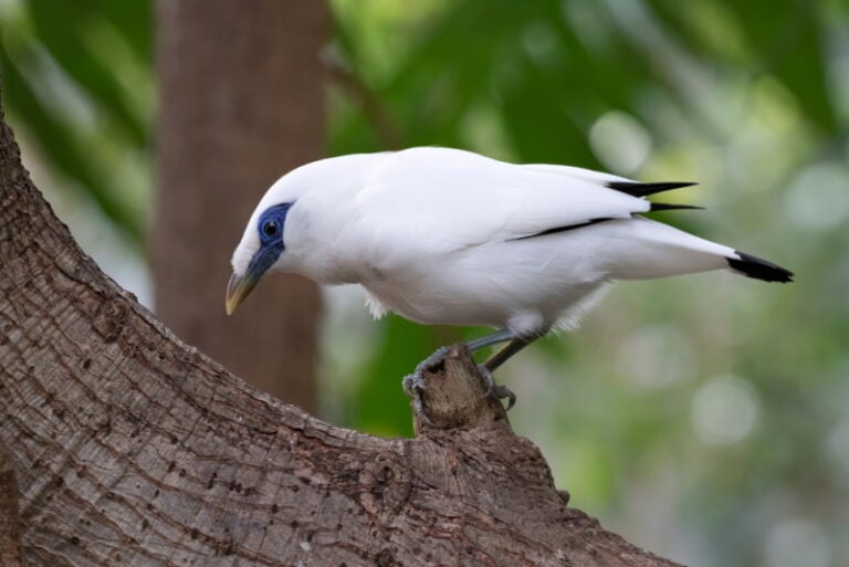 Bali Myna (Bali Starling): Field Guide, Pictures, Habitat & Info ...